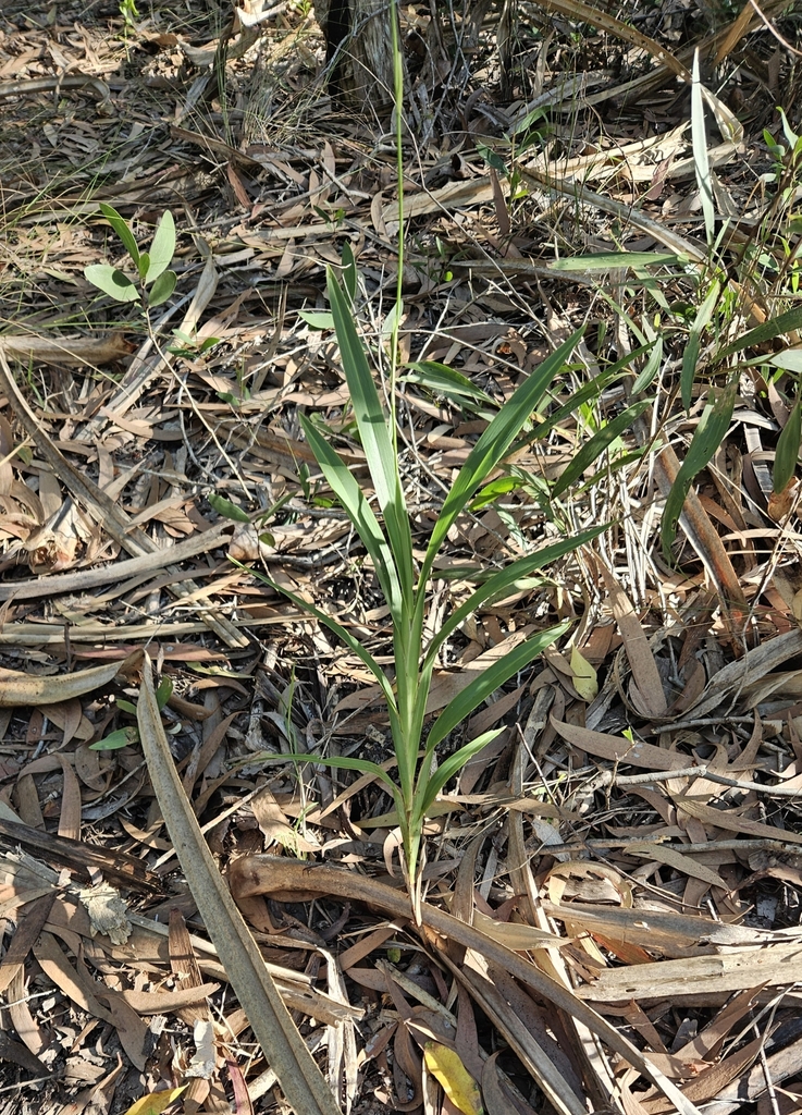 flax-lilies from Kewarra Beach QLD 4879, Australia on July 12, 2024 at ...