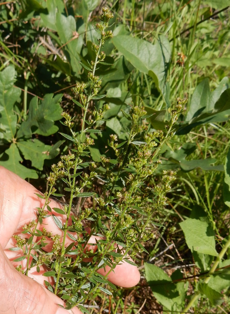 Hairy Pinweed (Plants of Dallas/Fort Worth) · iNaturalist