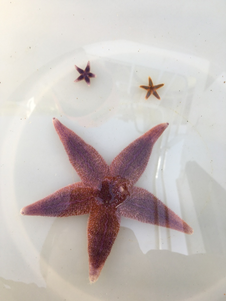 Common Sea Star on April 20, 2019 at 11:12 AM by Lena Engelmann · iNaturalist