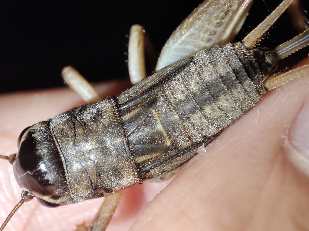 Teleogryllus from Luoyang, CN-HE, CN on July 11, 2024 at 09:32 PM by ...