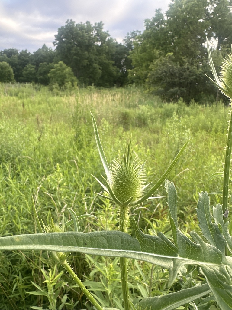cutleaf teasel from Sabo Ln, Hudson, NY, US on July 12, 2024 at 07:00 ...