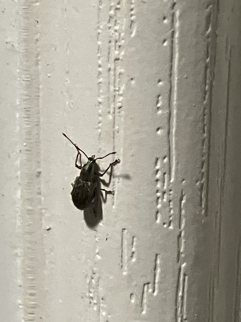 Broad-nosed Weevils from Hillsborough, NJ, US on July 11, 2024 at 01:50 ...