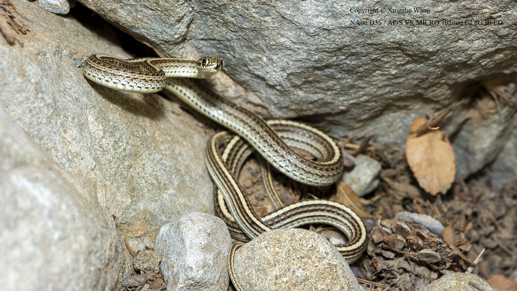 Slender Racer from 中国宁夏回族自治区银川市贺兰县 on July 6, 2024 at 10:00 AM by bronn ...