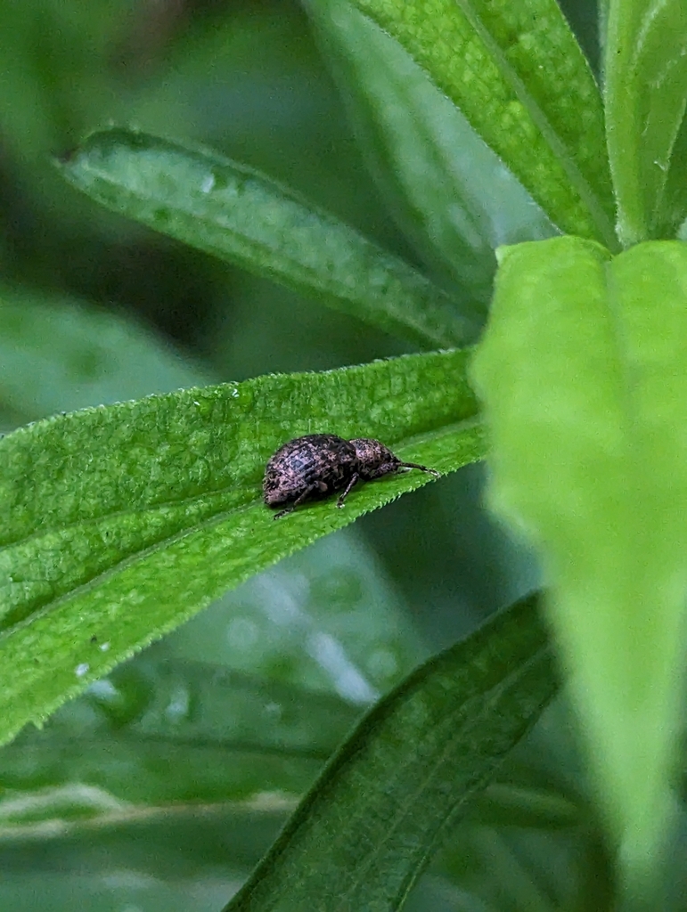 Strawberry Root Weevil from McDonough, NY, USA on July 12, 2024 at 07: ...