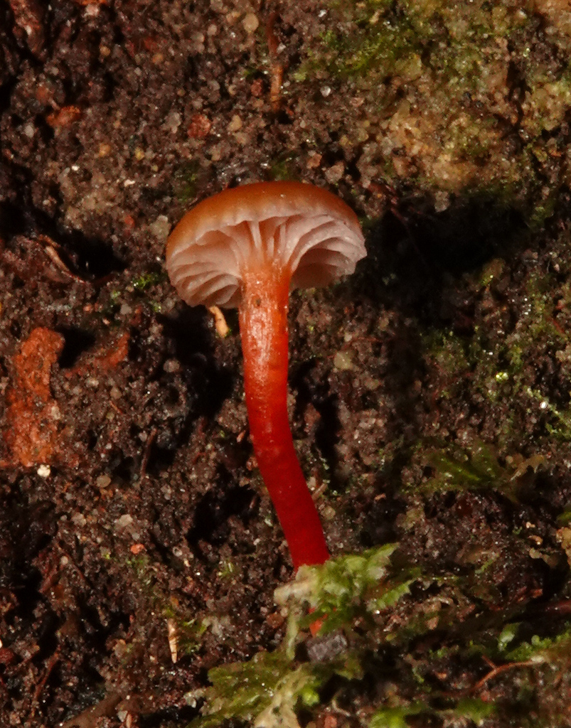 Hygrocybe anomala ianthinomarginata from Sydney NSW, Australia on July ...