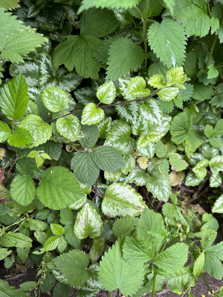 Variegated Yellow Archangel from Quantock Hills, Bridgwater, England ...