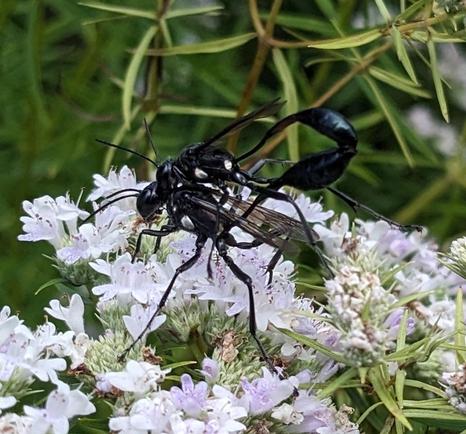 Gold-marked Thread-waisted Wasp from Wadsworth, OH 44281, USA on July ...