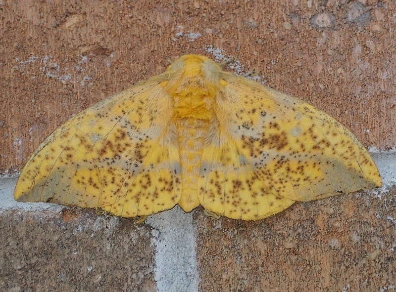 Canadian Imperial Moth from Tweed, ON, Canada on July 12, 2024 at 06:25 ...
