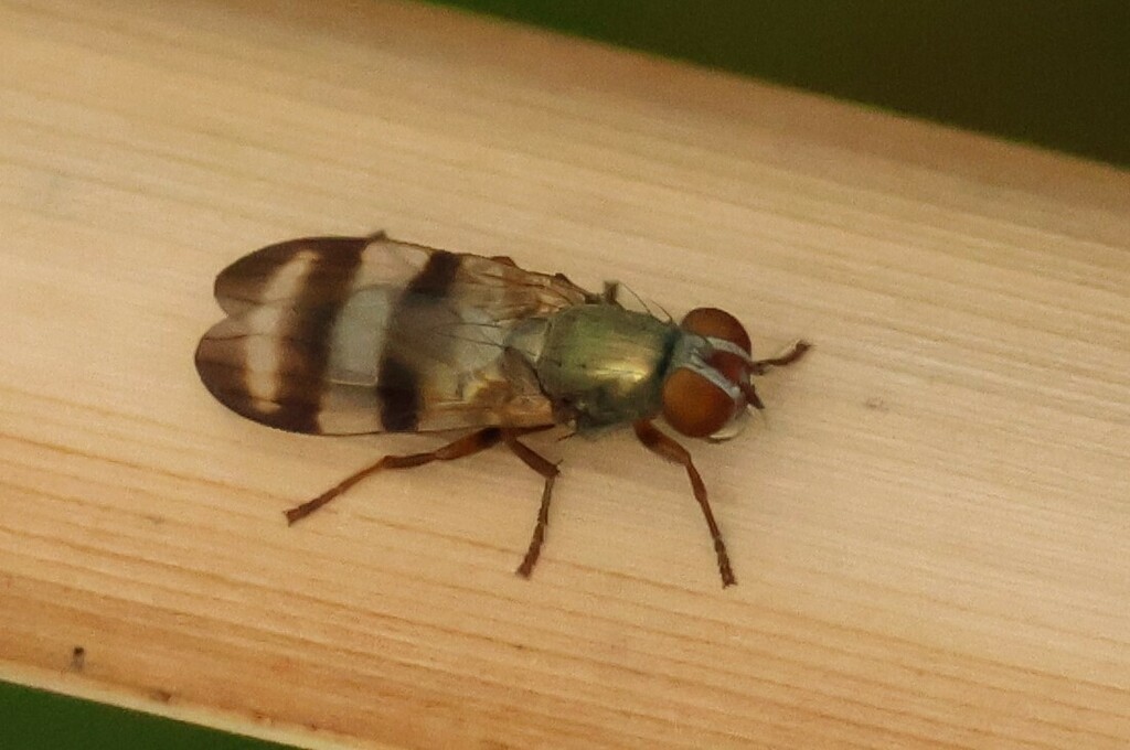 Banded-wing Flies in July 2024 by mistycal · iNaturalist
