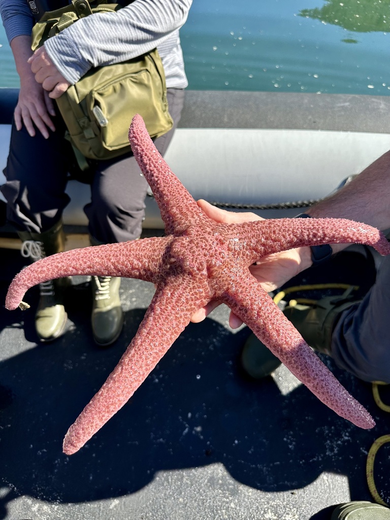 Giant Pink Sea Star from Dolomite Narrows, Skeena-Queen Charlotte, BC ...