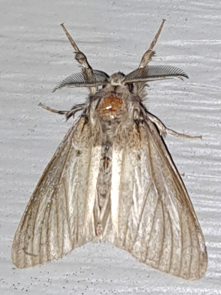Tussock Moths from Mount Stewart, PE C0A 1T0, Canada on July 12, 2024 ...