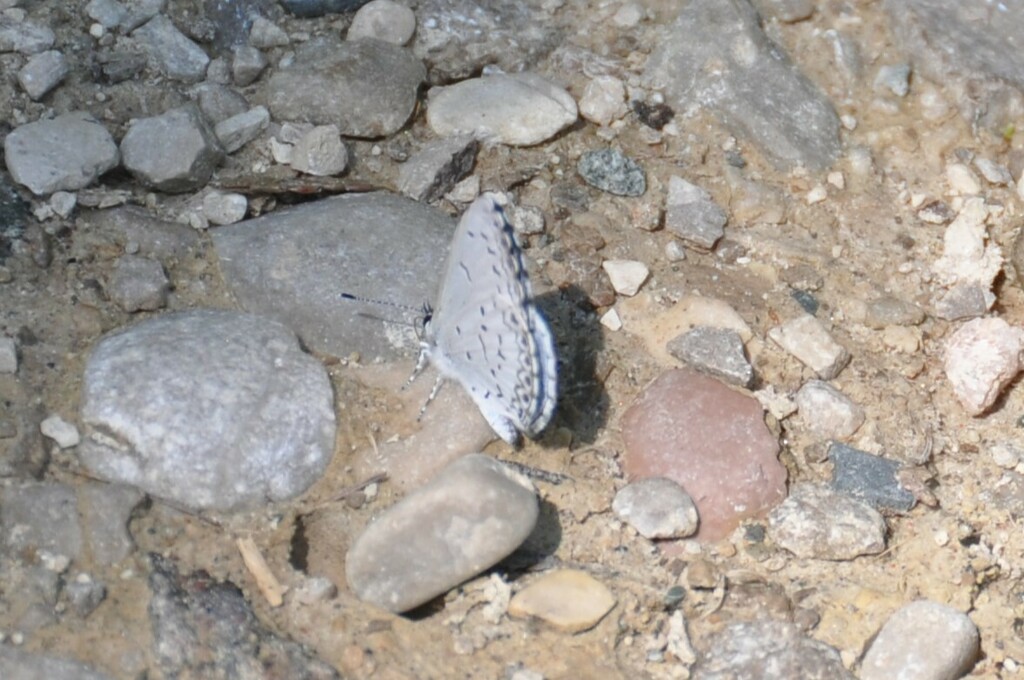Northern Azure from Inverhuron PP on July 7, 2024 at 10:13 AM by ...