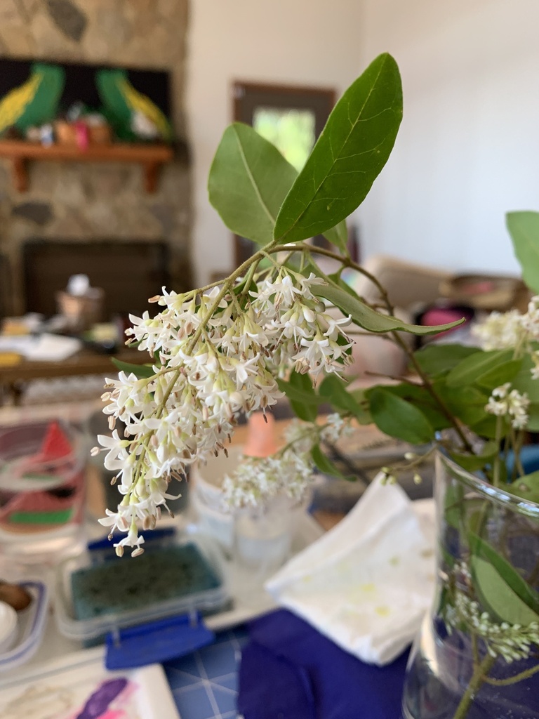wax-leaf ligustrum in May 2024 by Clem · iNaturalist