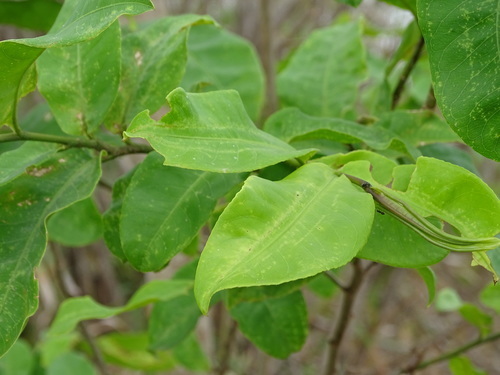 Lecythis minor ( Arboles de " Vereda Polo" -Santa Rosa de Lima ...