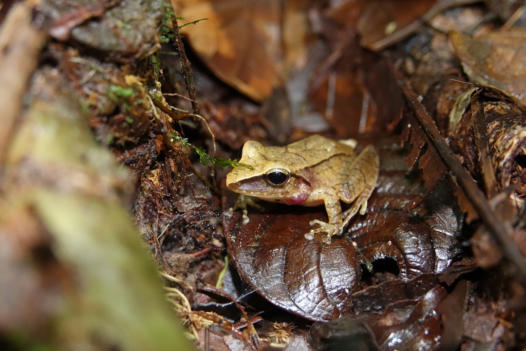Cachabi Robber Frog from Pueblo Rico, Risaralda, Colombia on February ...
