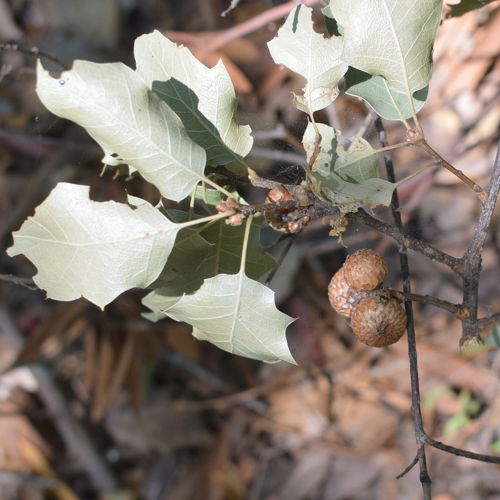 California black oak from Sierra Azul OSP, Santa Clara County, CA, USA ...