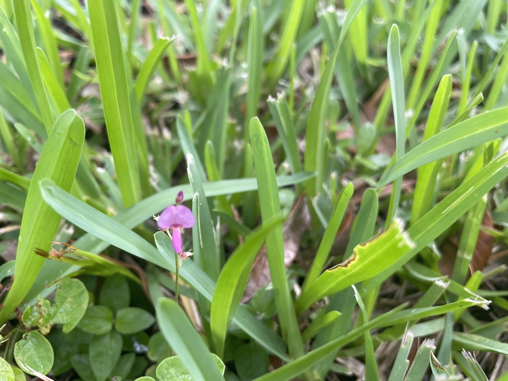 creeping beggarweed from Florida Atlantic University, Davie, FL, US on ...