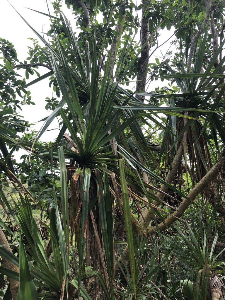 Pandanus tenuifolius in May 2019 by Stephane Philizot · iNaturalist