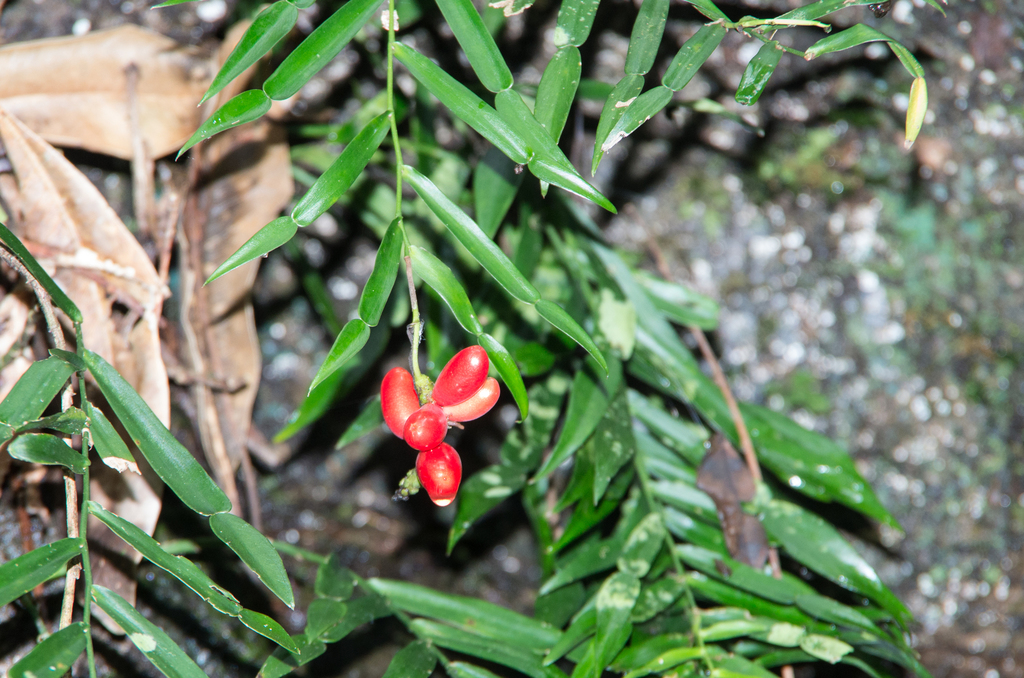 candle vine from Natural Bridge QLD 4211, Australia on December 04 ...