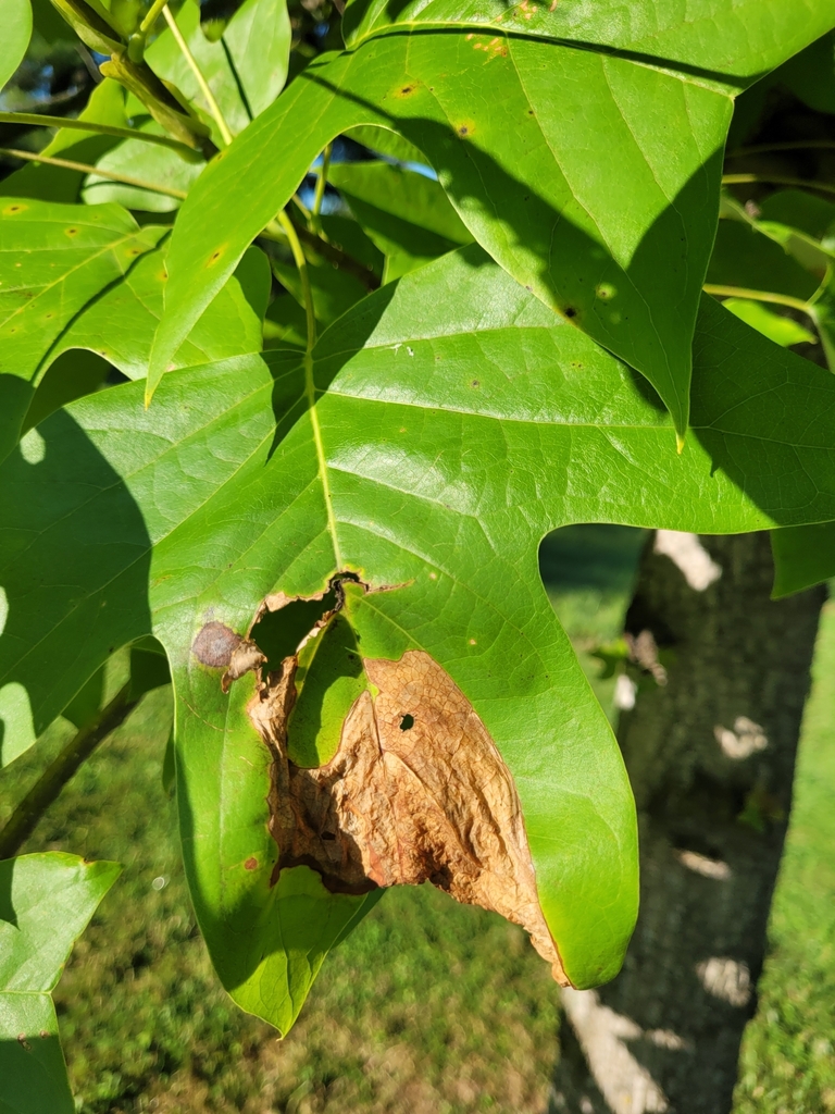 Yellow Poplar Weevil from Lake County, US-OH, US on July 12, 2024 at 08 ...