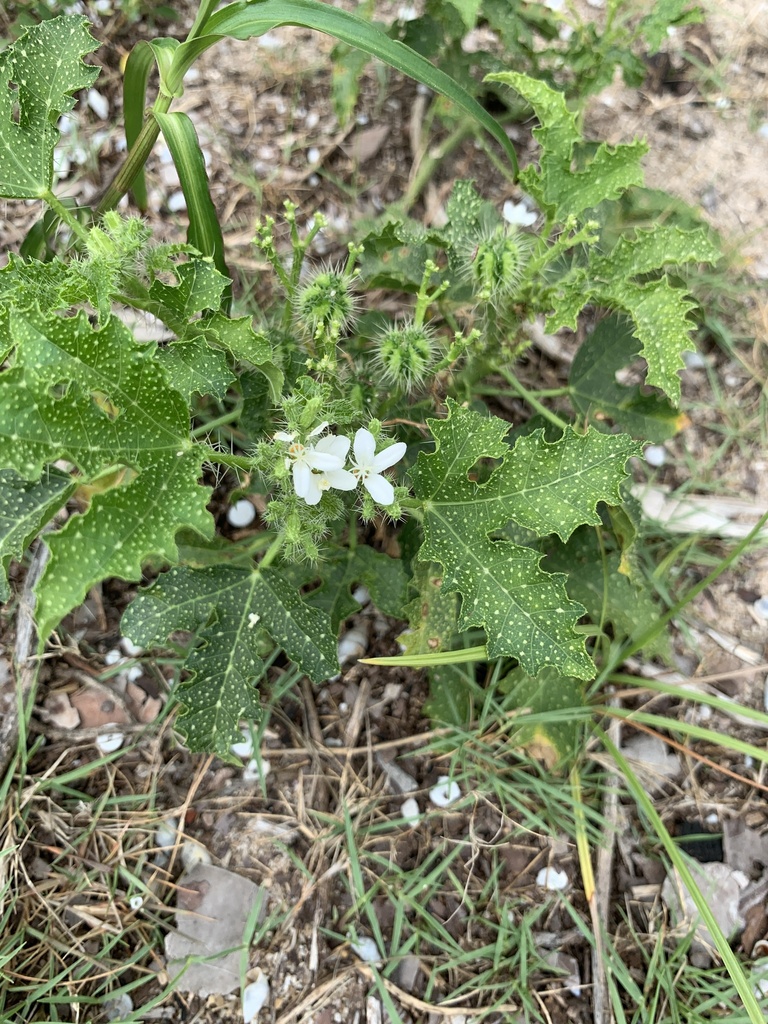 spurge nettle from Hugh Taylor Birch State Park, Fort Lauderdale, FL ...