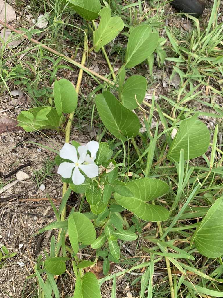 Madagascar Periwinkle from Hugh Taylor Birch State Park, Fort ...
