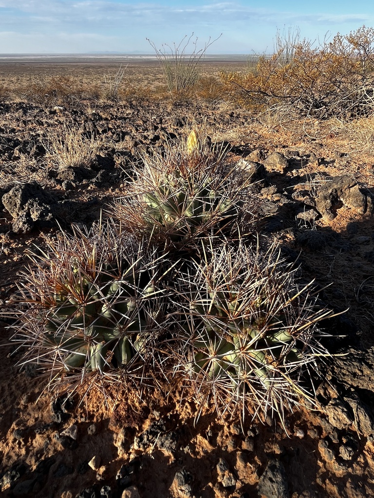 Long-tubercled Cory Cactus in July 2024 by Saunders Drukker · iNaturalist