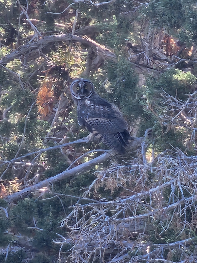 Long-eared Owl from Elko County, NV, USA on July 11, 2024 at 09:29 AM ...