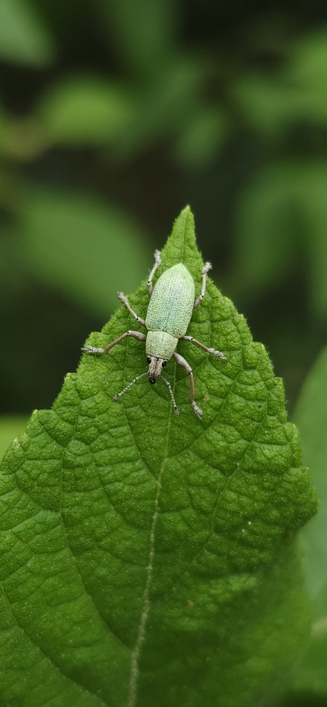 Northern Citrus Root Weevil in May 2024 by supplehalo275 · iNaturalist