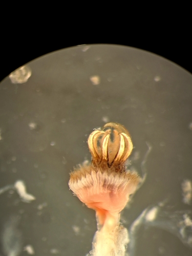 Hydroides inornata · iNaturalist