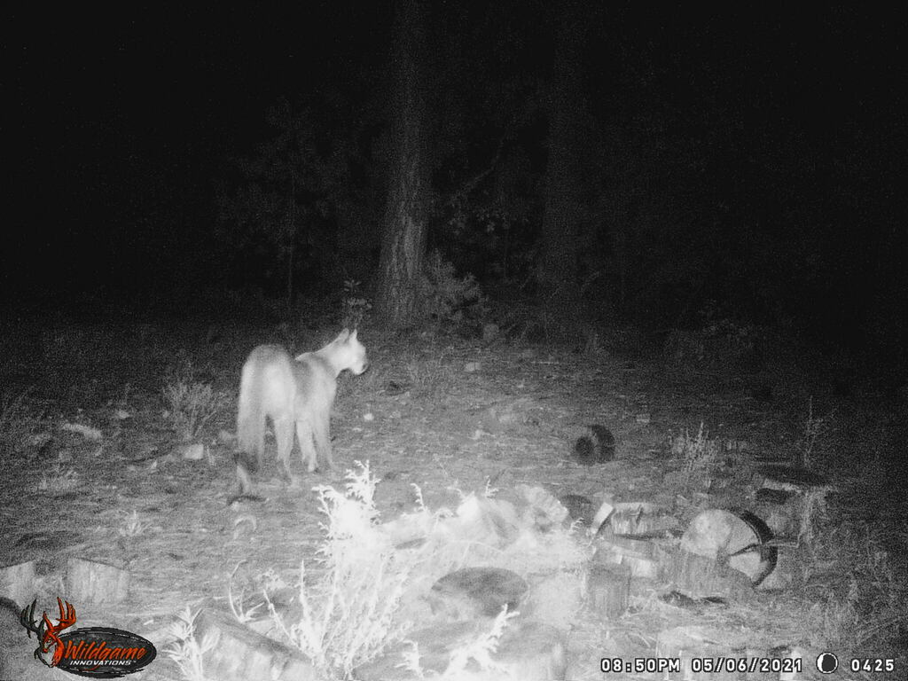 Puma desde Guadalupe y Calvo, Chih., México el 06 de mayo de 2021 a las ...