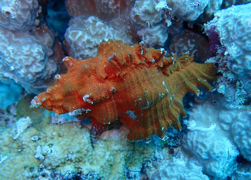 firebrand murex from Glacis, SC on June 14, 2024 at 01:03 PM by Juan ...