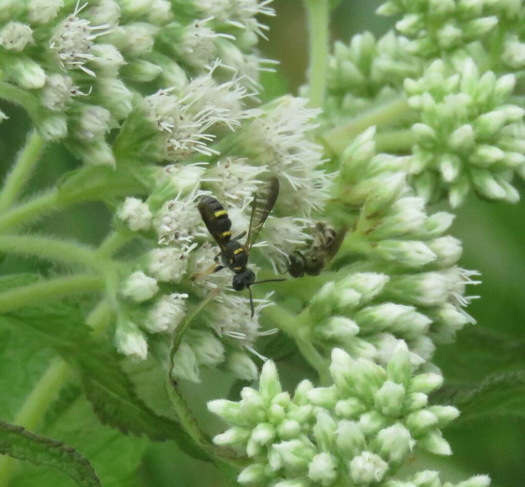 Sweat Bees from 431 E Rd, Milton, VT 05468, USA on July 12, 2024 at 11: ...