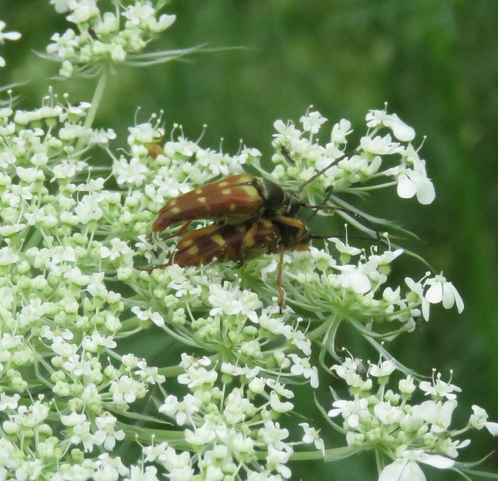 Banded Longhorn Beetle from 431 E Rd, Milton, VT 05468, USA on July 12 ...