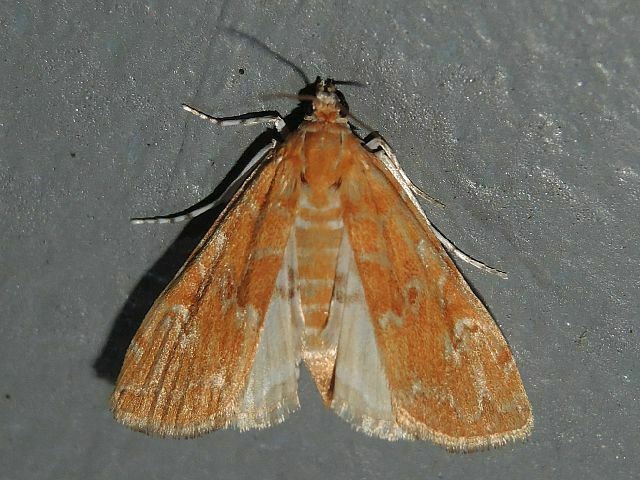 Waterlily Borer Moth from Oakland Lake Wildflower Meadow, Bayside ...