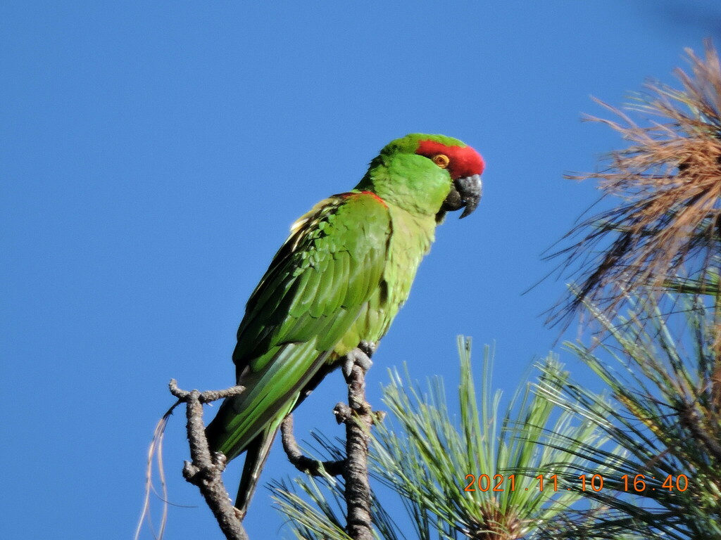 Thick-billed Parrot in November 2021 by APFF Cerro Mohinora · iNaturalist