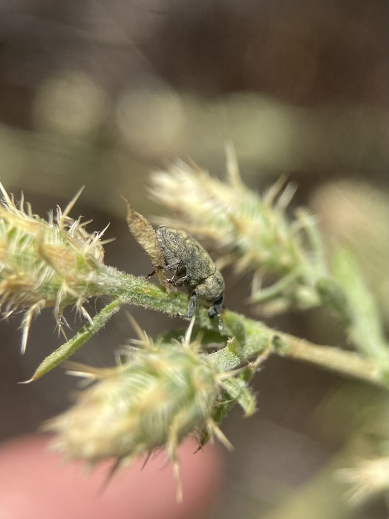 Lesser Knapweed Flower Weevil from Thompson-Nicola, BC, CA on July 11 ...