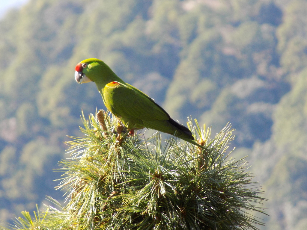 Thick-billed Parrot in November 2021 by APFF Cerro Mohinora · iNaturalist