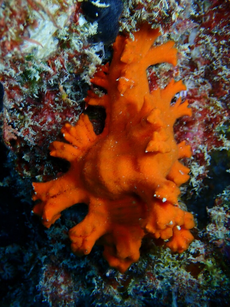 Chicoreus palmarosae from Glacis, SC on June 14, 2024 at 10:30 AM by ...