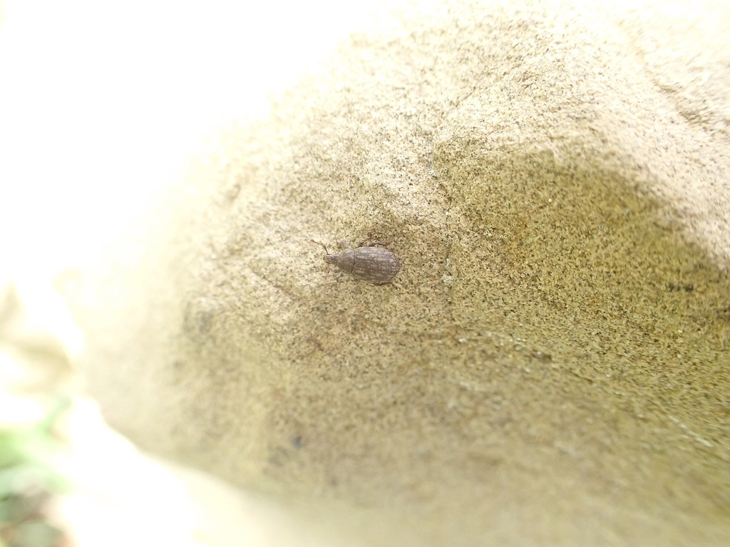 Crusted root weevil from Douglasdale, Calgary, AB T2Z, Canada on May 16 ...