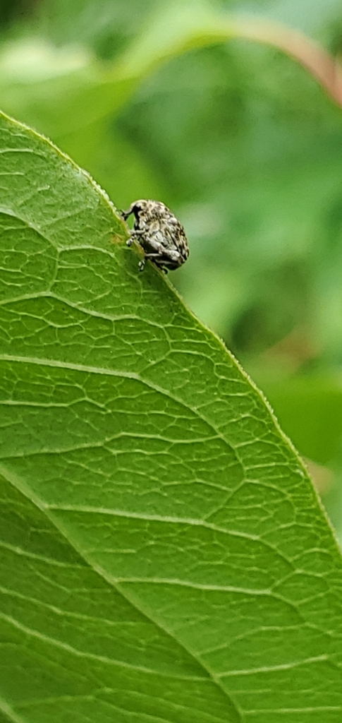 Acanthoscelidius acephalus in July 2024 by daves_bugs · iNaturalist