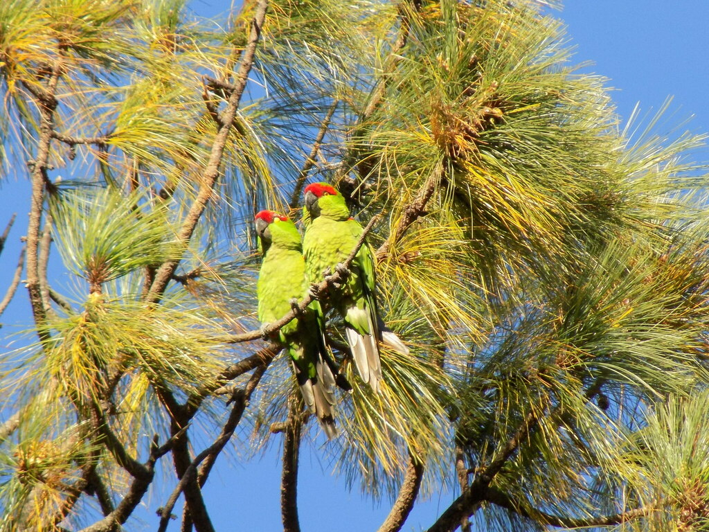 Thick-billed Parrot in November 2021 by APFF Cerro Mohinora · iNaturalist