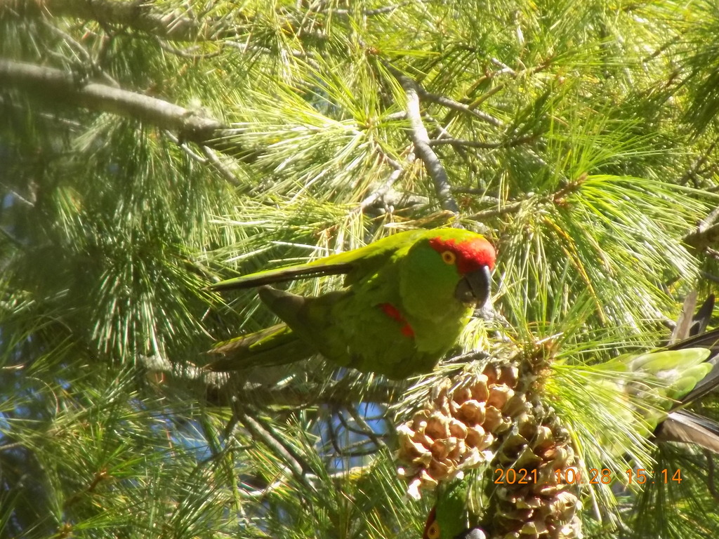 Thick-billed Parrot in October 2021 by APFF Cerro Mohinora · iNaturalist