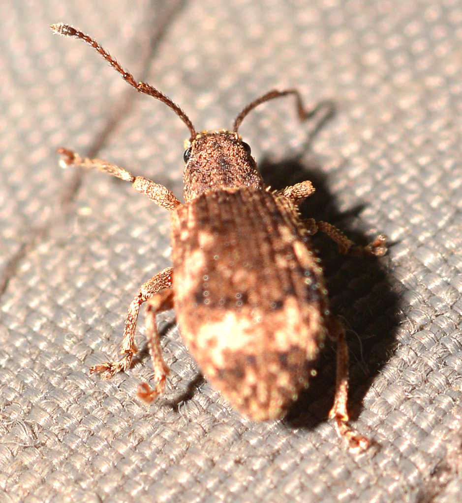 Peach Root Weevil from 432 Ridge Road, Hamden, CT, USA on July 11, 2024 ...