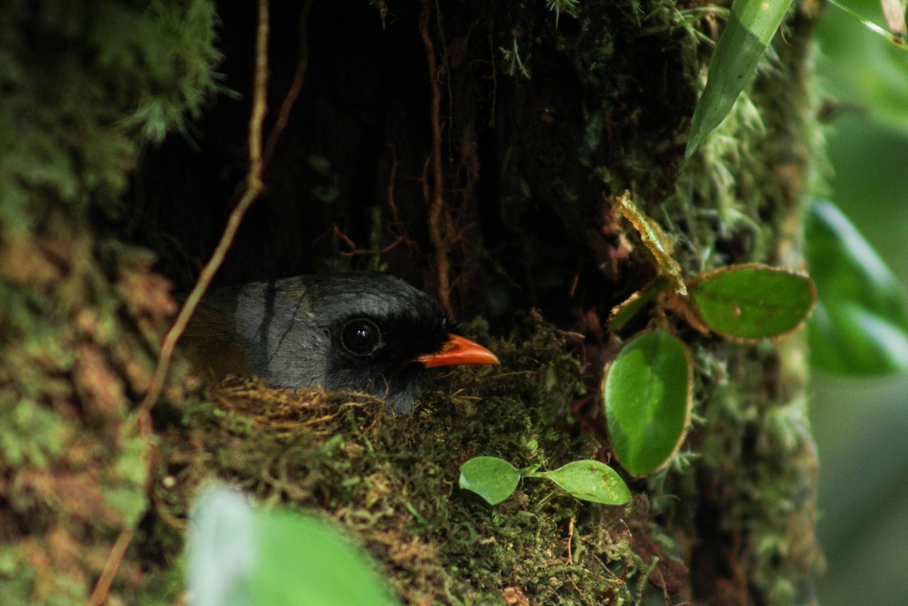 Varied Solitaire from Cerro Chucantí, Provincia de Darién, Panamá on ...