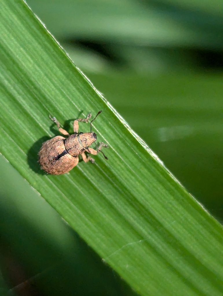Nut Leaf Weevil from 55170 Ancerville, France on July 12, 2024 at 04:44 ...