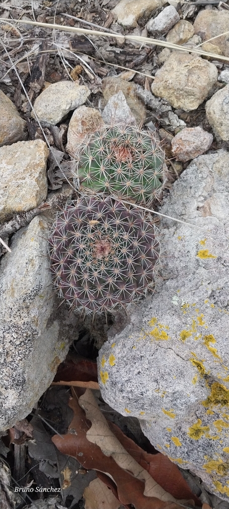 Coryphantha clavata from 20855 Ags., México on July 11, 2024 at 08:25 ...
