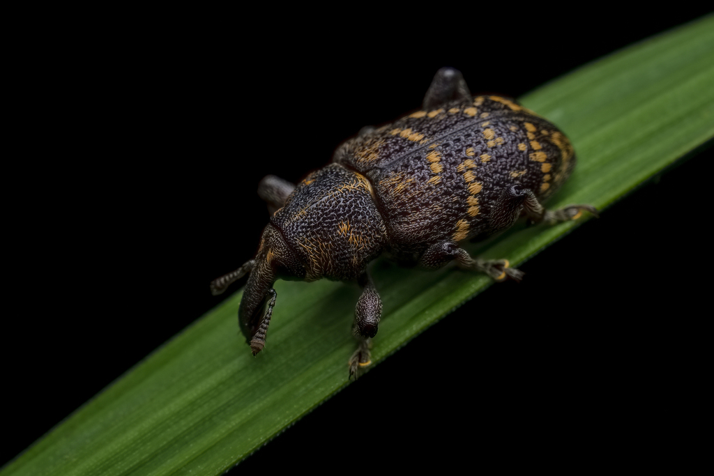 Large Pine Weevil from Innsbruck, Austria on July 9, 2024 at 09:09 PM ...