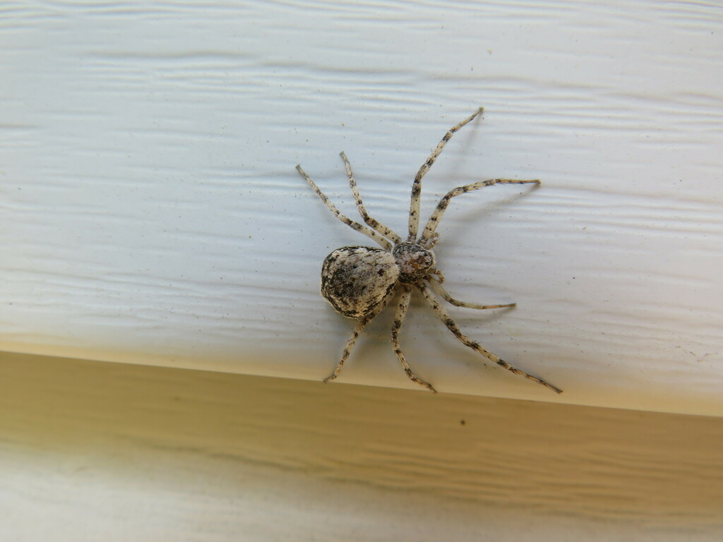 Turf Running Spider from Maple Creek, SK S0N 1N0, Canada on July 12 ...