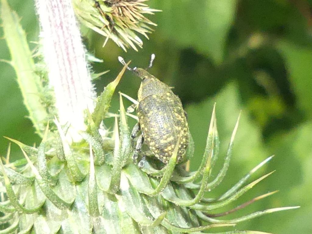 Turbine Cylindrical Weevil from 67307 Göllheim, Germany on July 12 ...